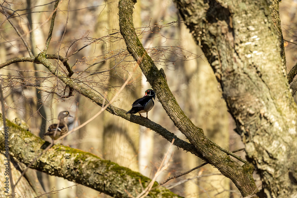 Bird. Wood duck during spring in breeding season. Natural scene from ...