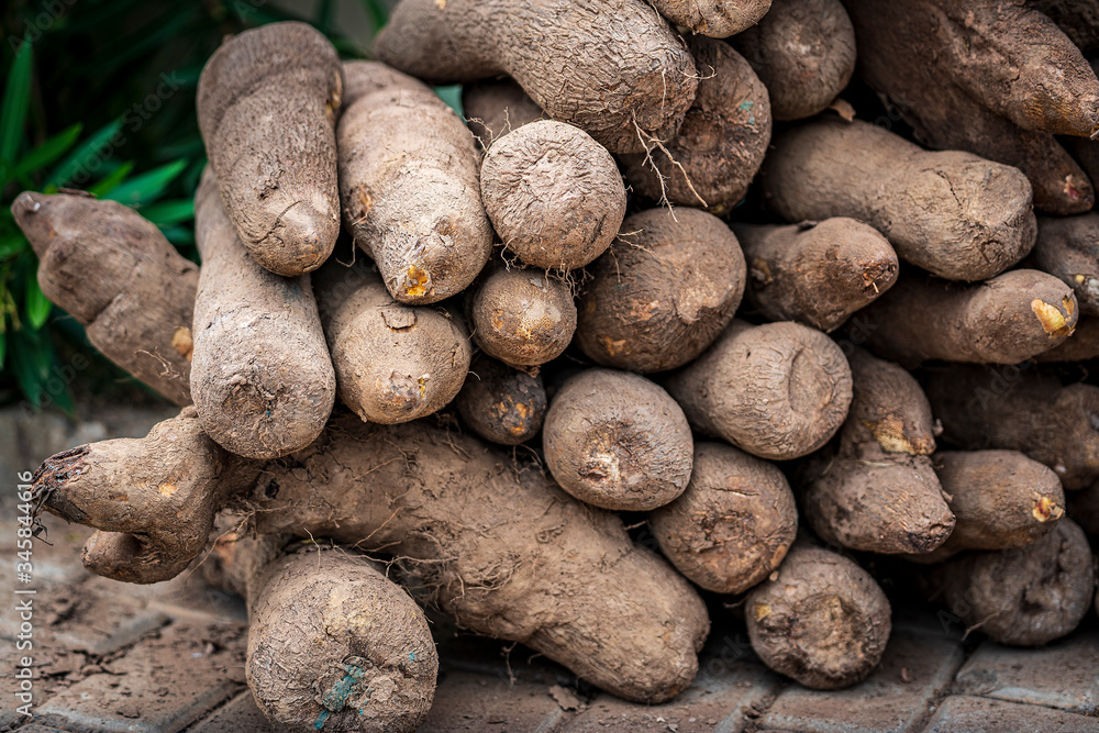 Yams are stacked for storage during a fall yam harvest festival in ...