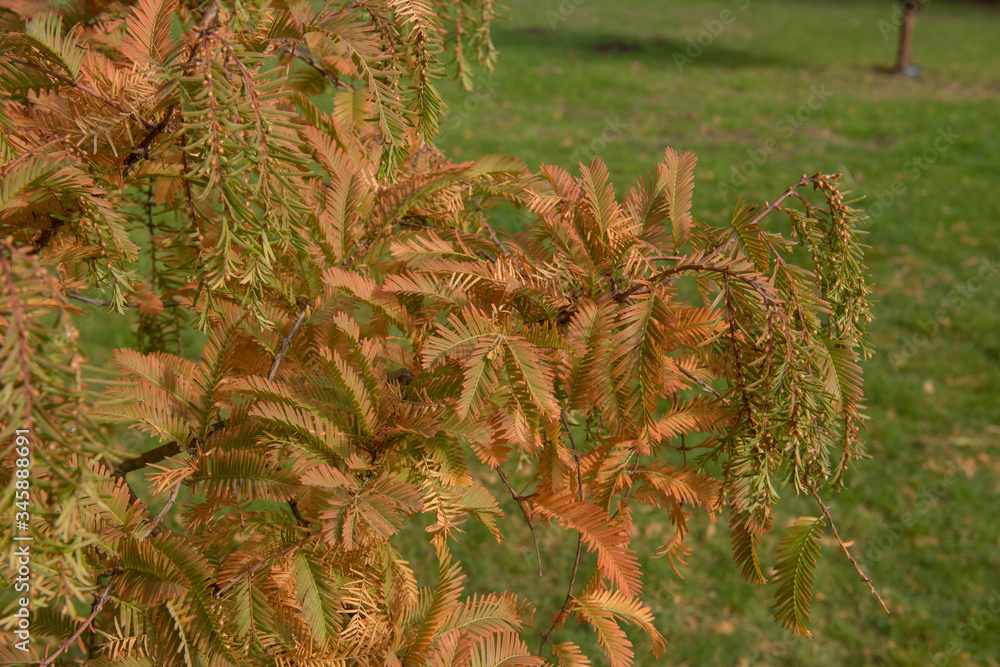 Autumn Foliage of the Deciduous Coniferous Dawn Redwood Tree ...