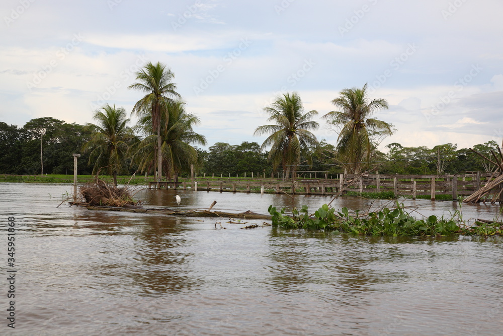 Trees in a flooded area in the Amazon rainforest in Brazil Stock Photo ...
