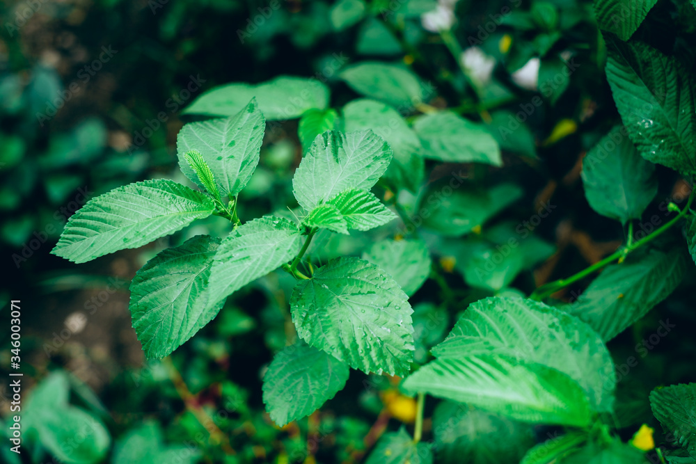 Zdjęcie bez tantiem: Nalta Jute AKA Jew's mallow, Saluyot, Egyptian ...