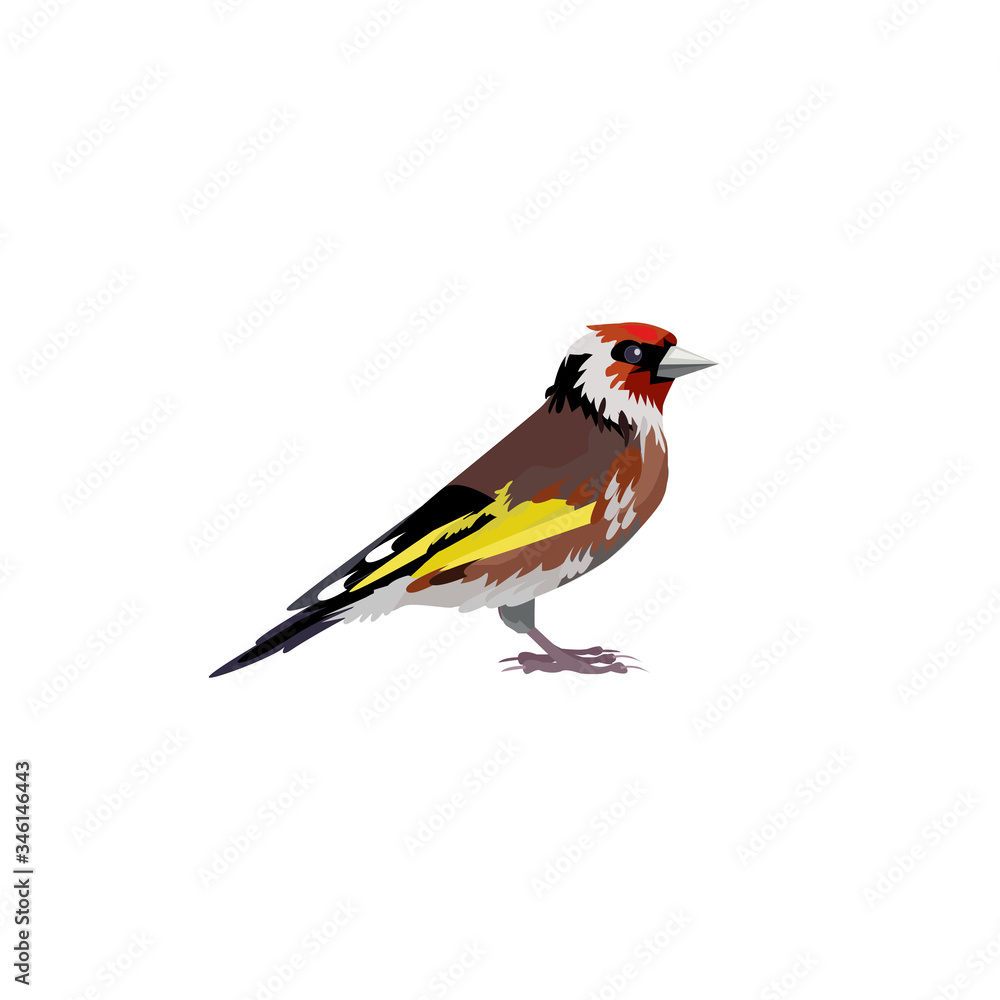 Thrush bird illustration. Bird, red, wings, feather. Nature life ...
