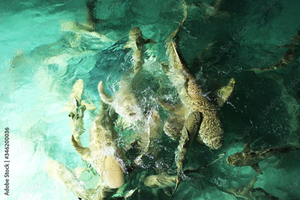 Black-tip reef sharks are feeding on small sea fish in shallow waters ...