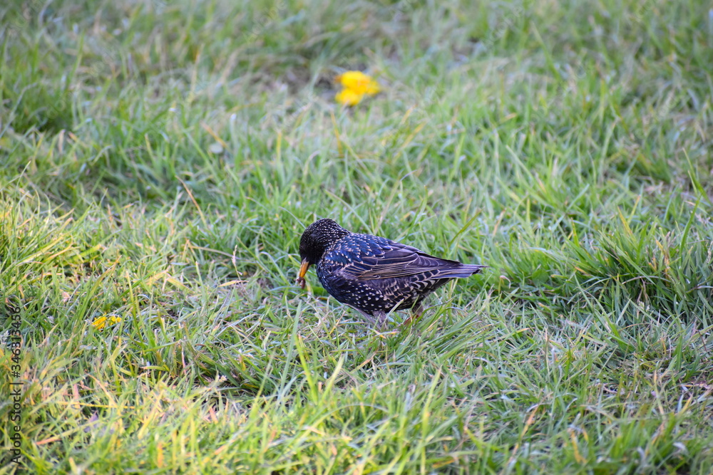 A starling walking in characteristic swagger with worm in its yellow ...