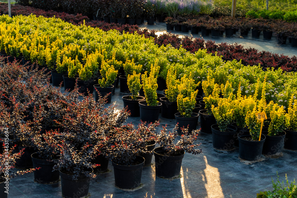 Shrub barberry plants in tubs for planting, multi-colored grown bushes ...