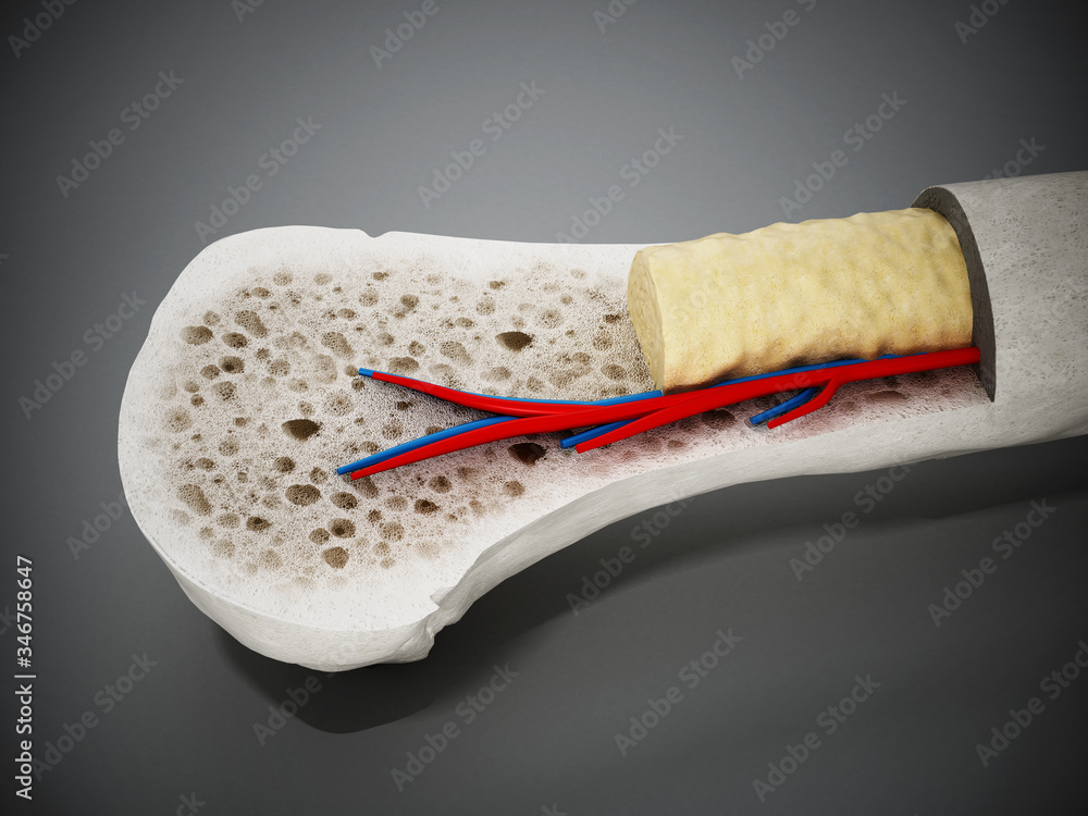 Cross section of a human bone showing bone marrow, spongy bone and blood vessels. 3D ...