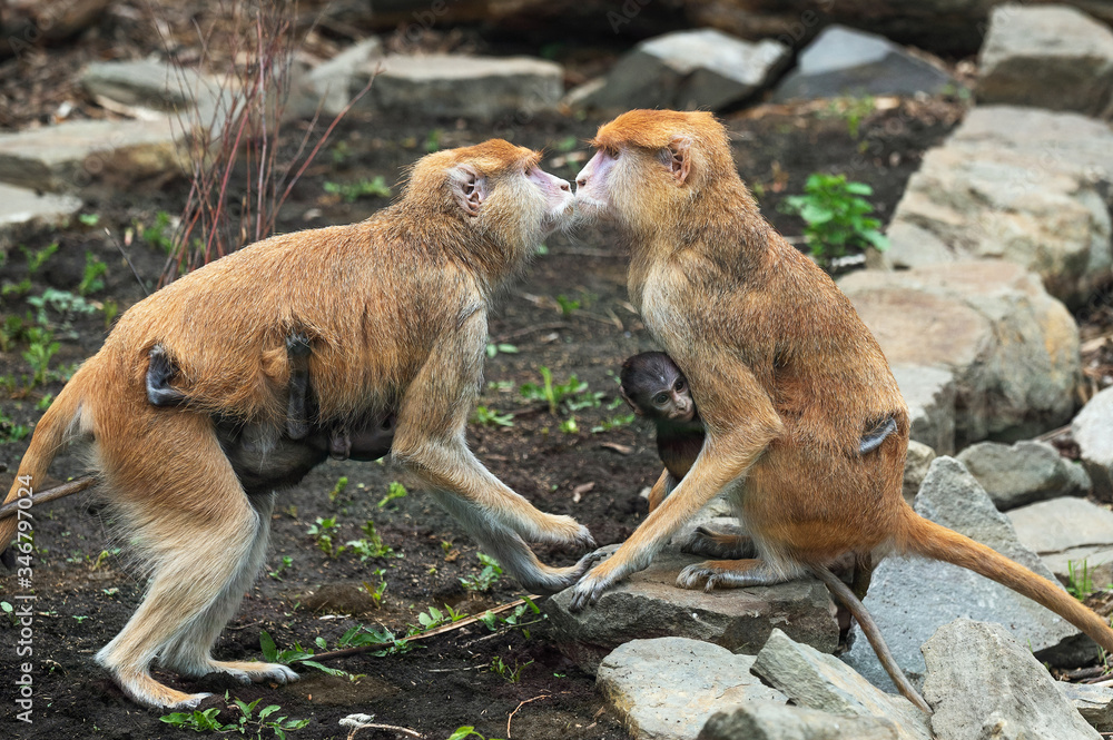 two red monkeys with children kiss on the lips. family of monkeys. love ...
