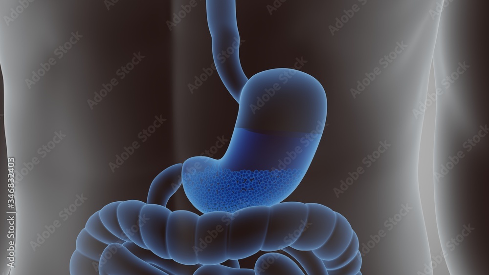 3d illustration of the human digestive system. stomach and guts Stock ...
