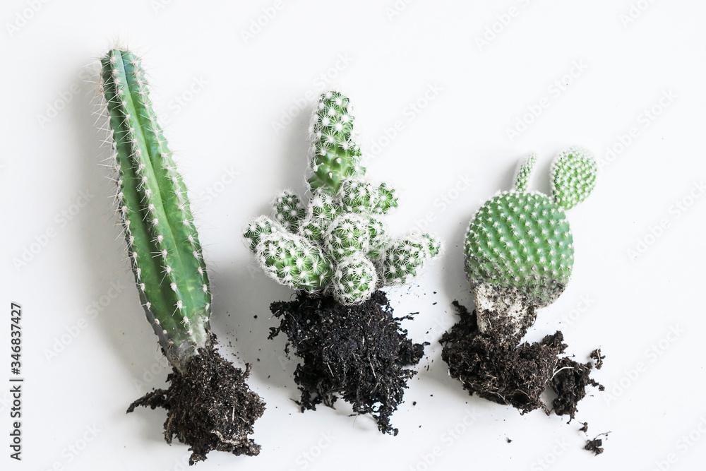 Group of green cactus plants isolated on white background | prickly ...