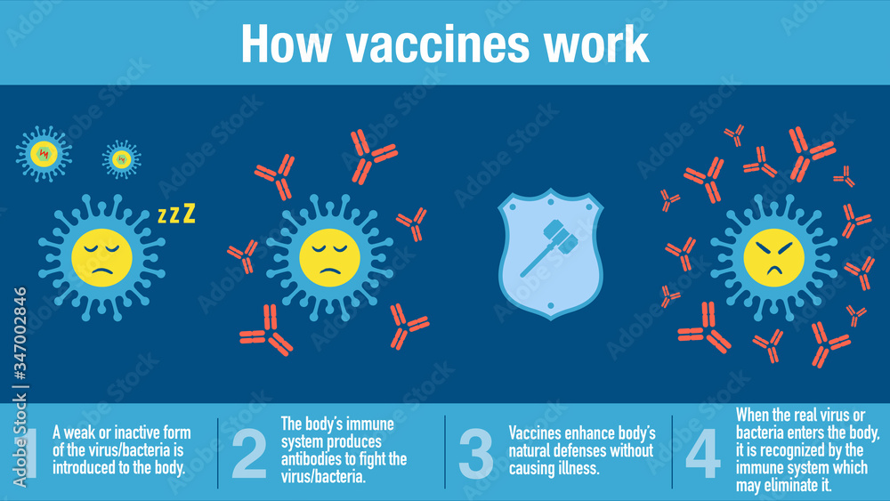 How vaccines work to produce antibodies and stimulate the immune system ...