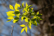 Box Elder Maple Tree In Fall Free Stock Photo - Public Domain Pictures