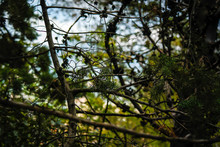 Entangled And Twisted Tree Branches Free Stock Photo - Public Domain ...