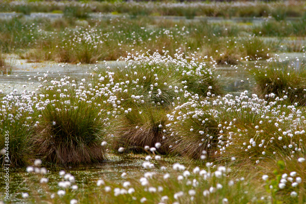 Foto de Stock Eriophorum, Wollgräser im Hochmoor der Naturschutzgebiete ...