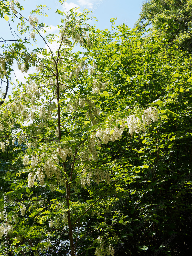 (Robinia pseudoacacia) Haut taillis ou haie de Robinier faux-acacia ...