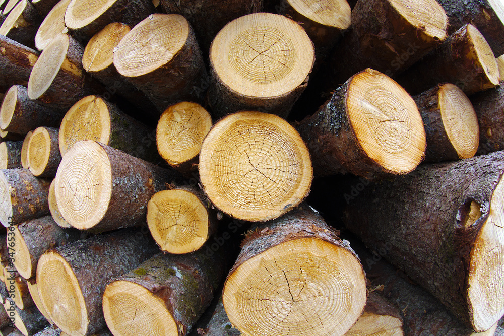 wood stack trunk side view forest industry wide angle timber heap Stock ...