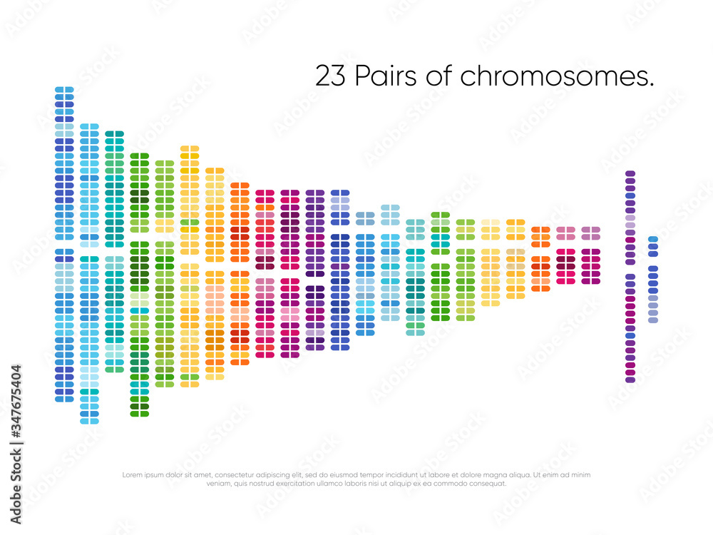 Chromosomes pairs. Structure of DNA genome sequence map. 23 human pairs ...