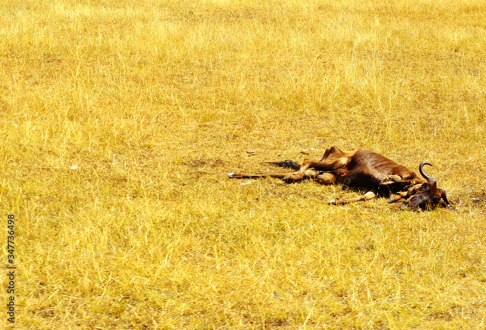 Another one bites the dust - a dead wildebeest left to rot and ...