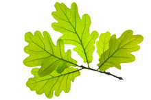 Oak Leaf In Spring Free Stock Photo - Public Domain Pictures
