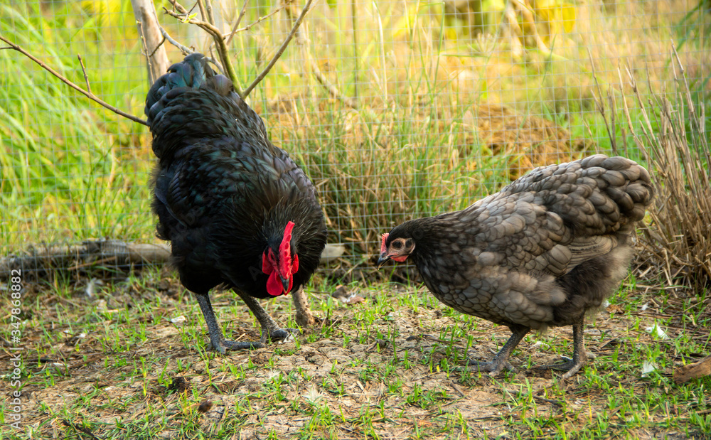 Free-range Male and female chickens ( rooster and hen ) black ...