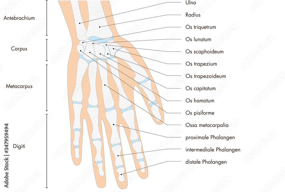 Anatomie Der Menschlichen Hand Anatomie Und Funktion Der Hand