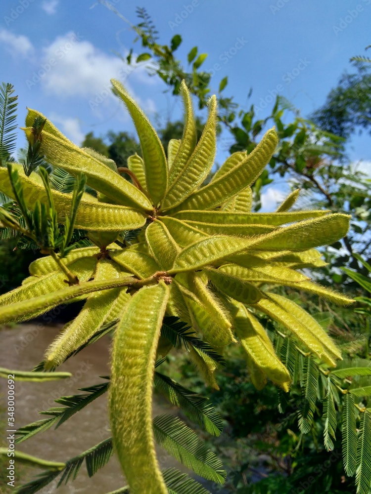 Mimosa pigra with natural background. Mimosa pigra, commonly known as ...
