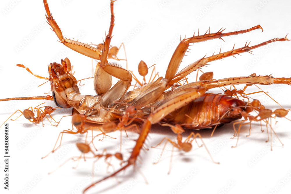 red ants swarming in dead cockroaches on the white background, red ants ...