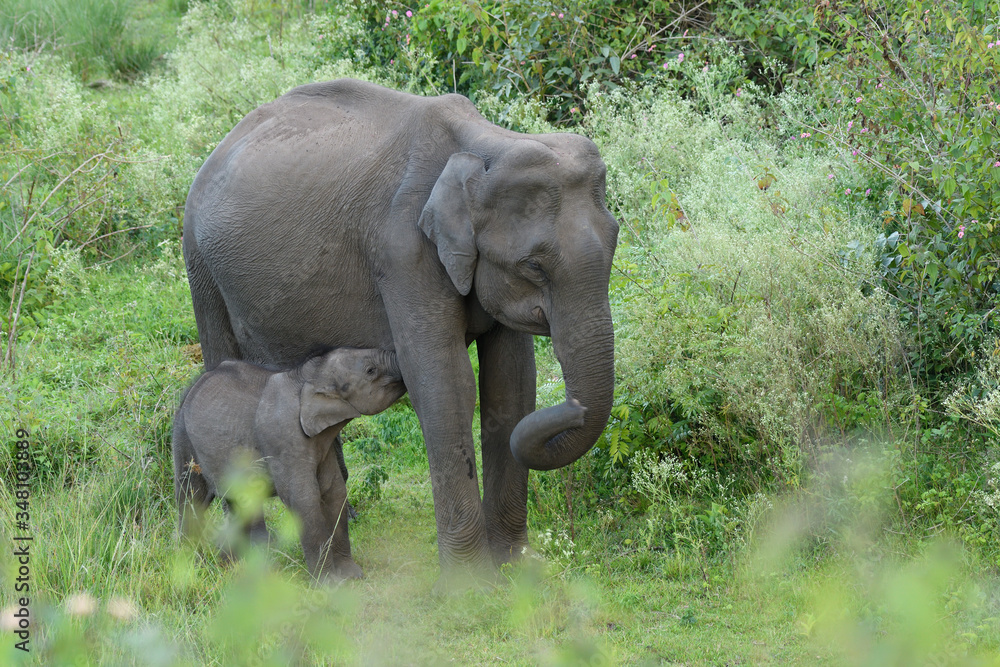 Asian elephant also called Asiatic elephant, is the only living species ...