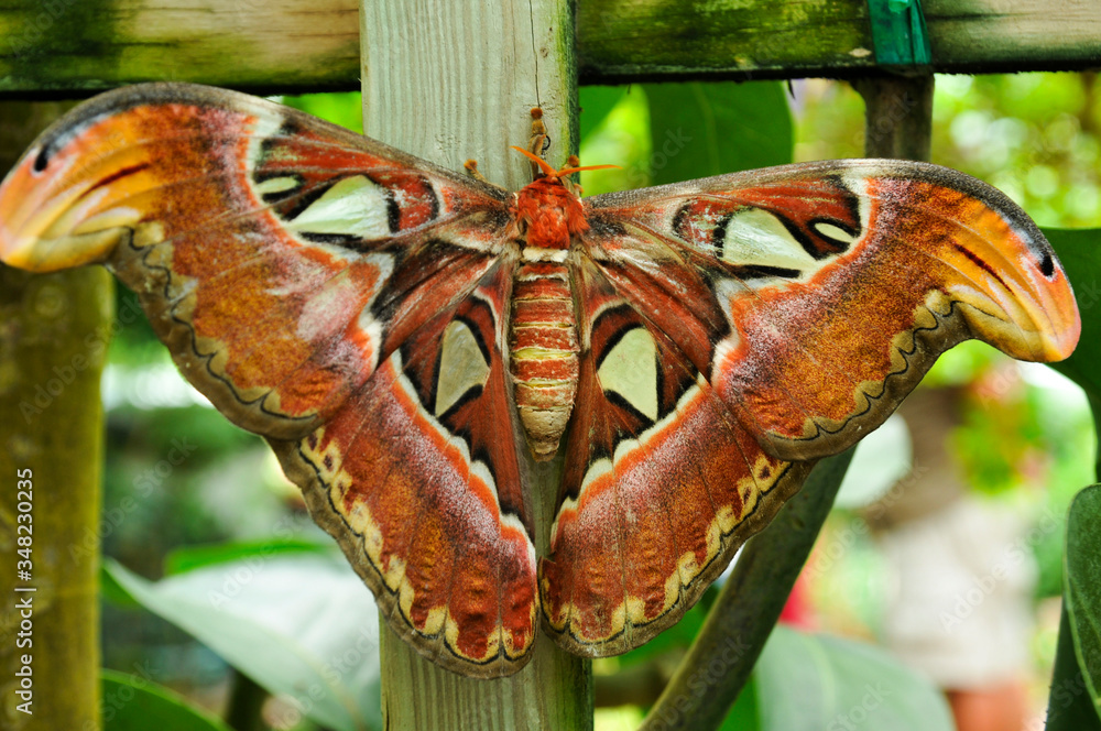 attacus Atlas,the Atlas moth is a large saturnild moth endemic to the ...