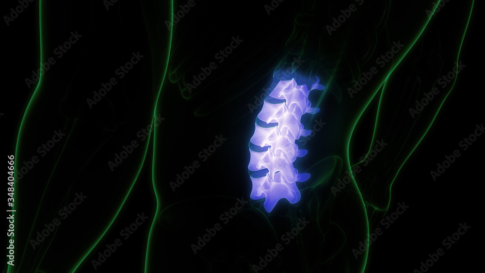 Vertebral Column Lumbar Vertebrae of Human Skeleton System Anatomy ...