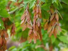 Box Elder Maple Tree In Fall Free Stock Photo - Public Domain Pictures