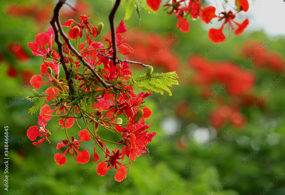 Photo Stock Delonix Regia | Krishnachura Delonix regia is a species of ...