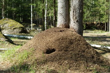 Anthill Free Stock Photo - Public Domain Pictures