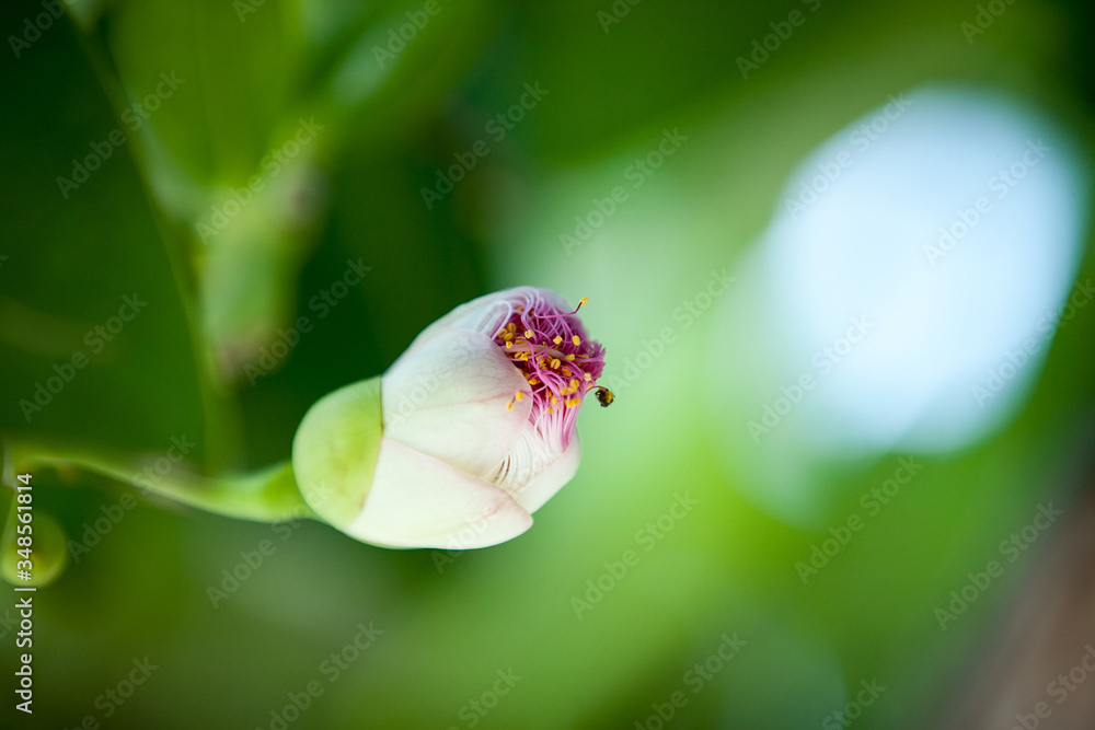Fish poison tree (Barringtonia asiatica) young fruits and flower buds ...