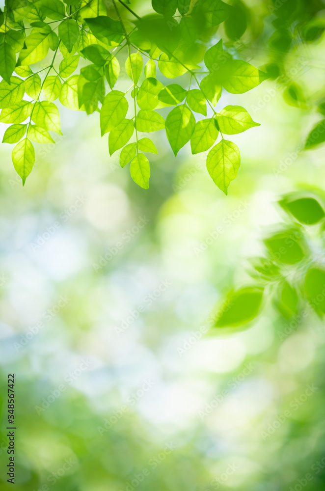 Nature of green leaf in garden at summer. Natural green leaves plants ...
