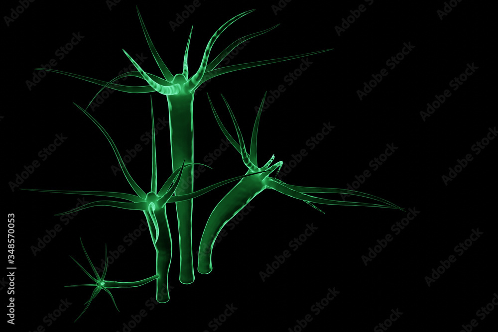 3D rendering Hydra is a genus of small fresh-water animals of the ...