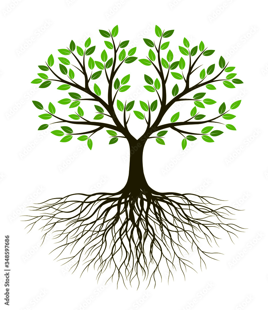 Tree silhouette with green Leaves and Roots. Vector outline ...