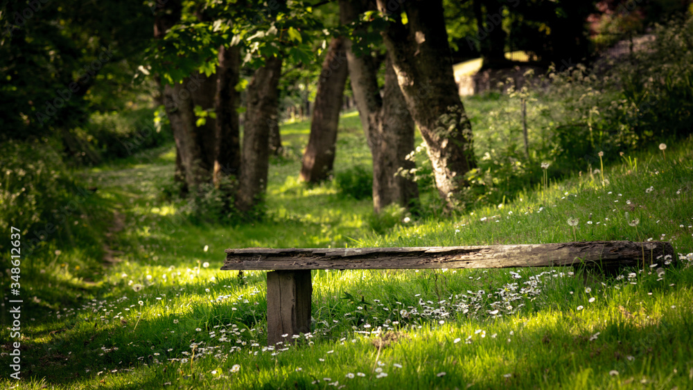 bench in the park with white daisy flowers , Ironbridge, England ...