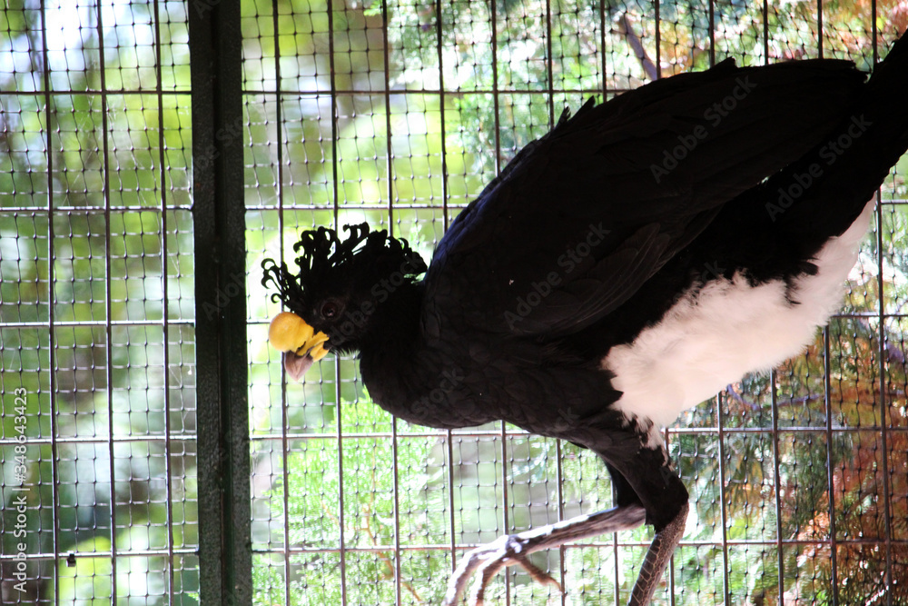 Macho de paujil , pajuil u hocofaisán, también conocido como pavón ...