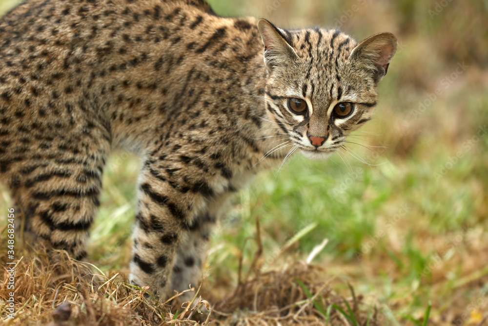 Portrait of Oncilla, Leopardus tigrinus. Side view on south american ...