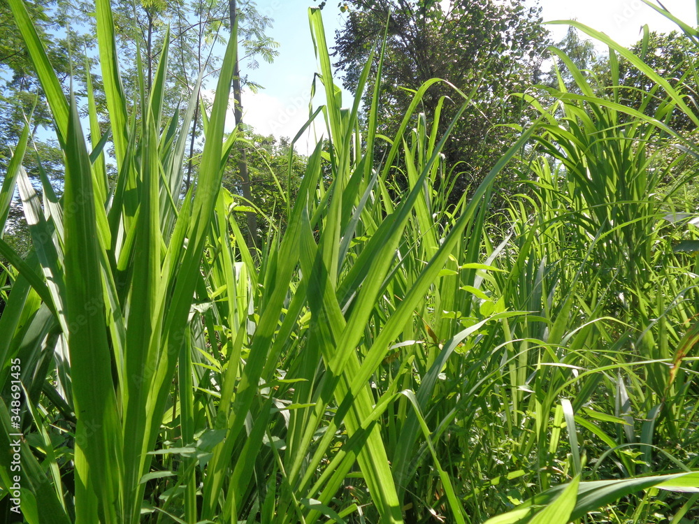 Close up Pennisetum purpureum (Cenchrus purpureus Schumach, Napier ...