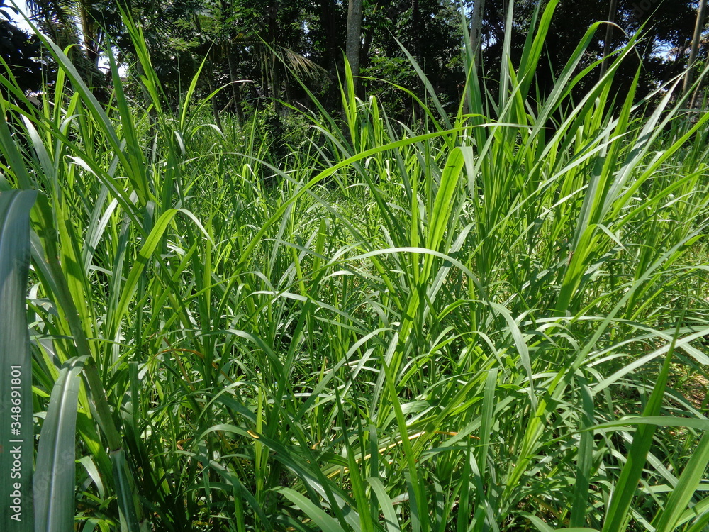 Close up Pennisetum purpureum (Cenchrus purpureus Schumach, Napier ...