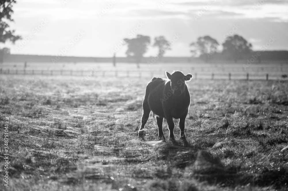 steers and bullocks Beef cows and calfs grazing on grass in south west ...