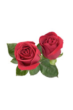 Two Red Roses And Bud Free Stock Photo - Public Domain Pictures