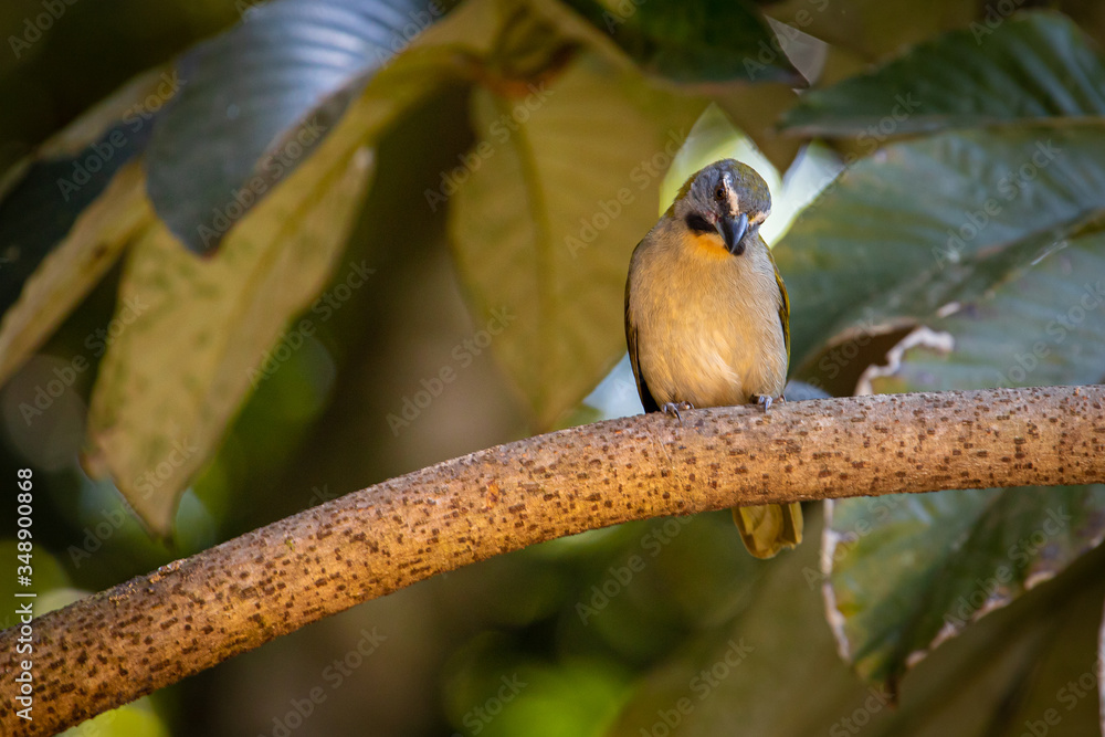 Green-winged saltator (Saltator similis). A songbird found in Argentina ...