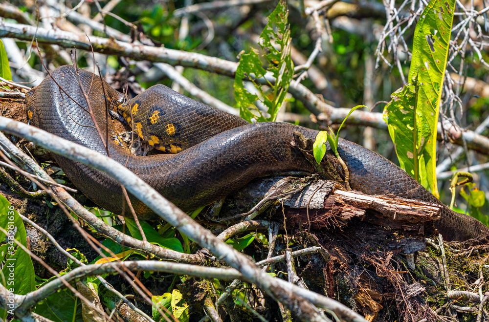 A 5 meters long Giant Anaconda (Eunectes murinus) hiding in the Amazon ...
