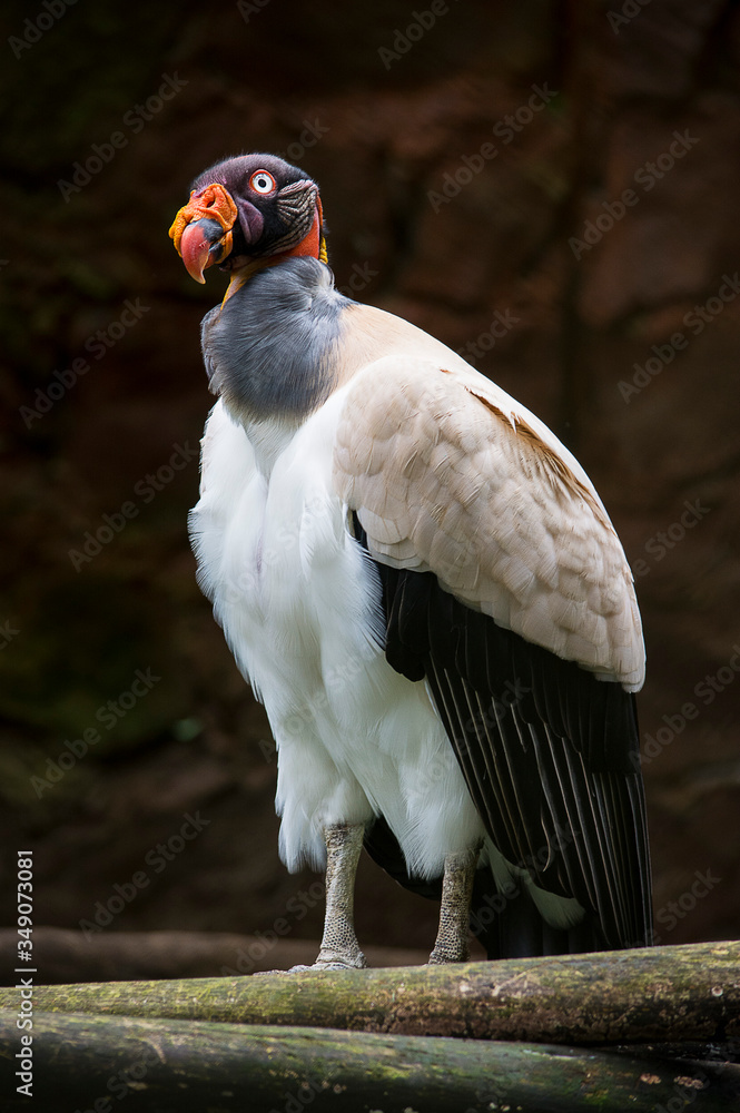 Esta gran ave es un condor conocido como condor real o sarcoramphus ...