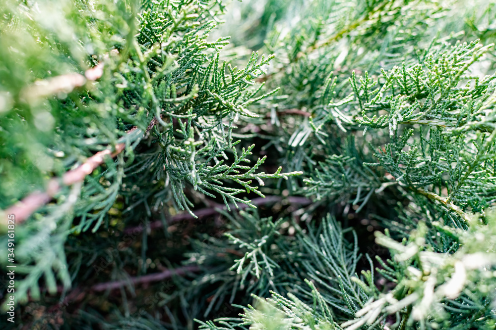Interesting species of coniferous trees and plants. Natural ...