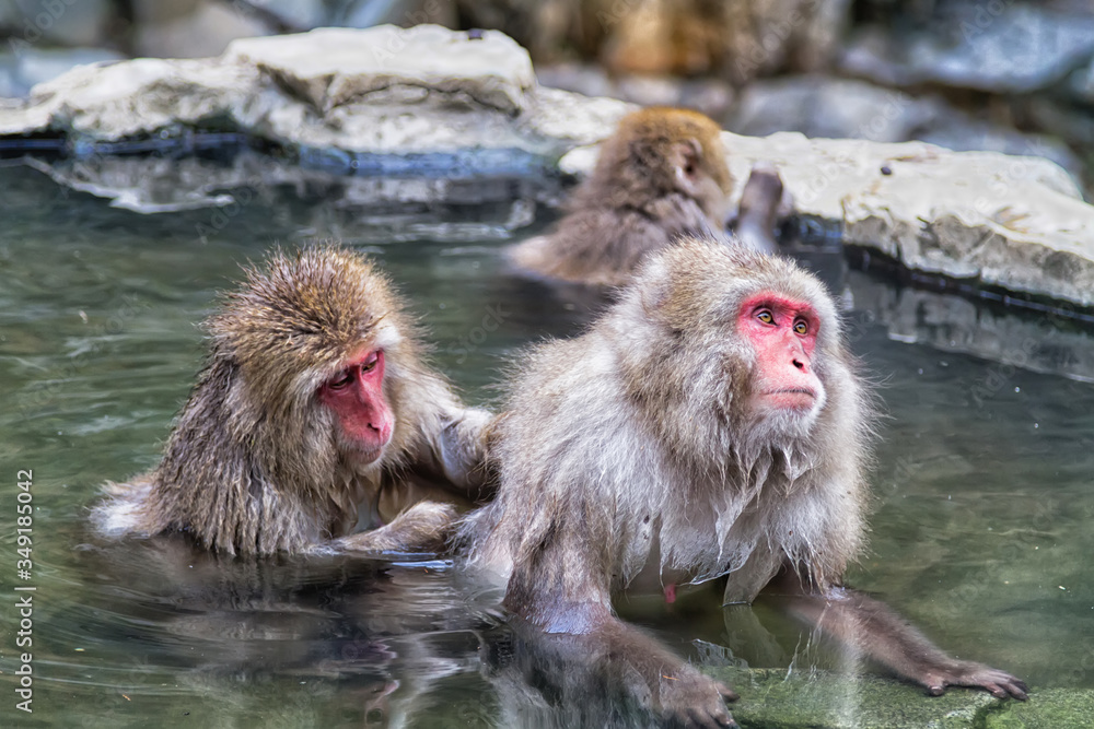 Snow monkeys in a natural onsen (hot spring), located in Jigokudani ...