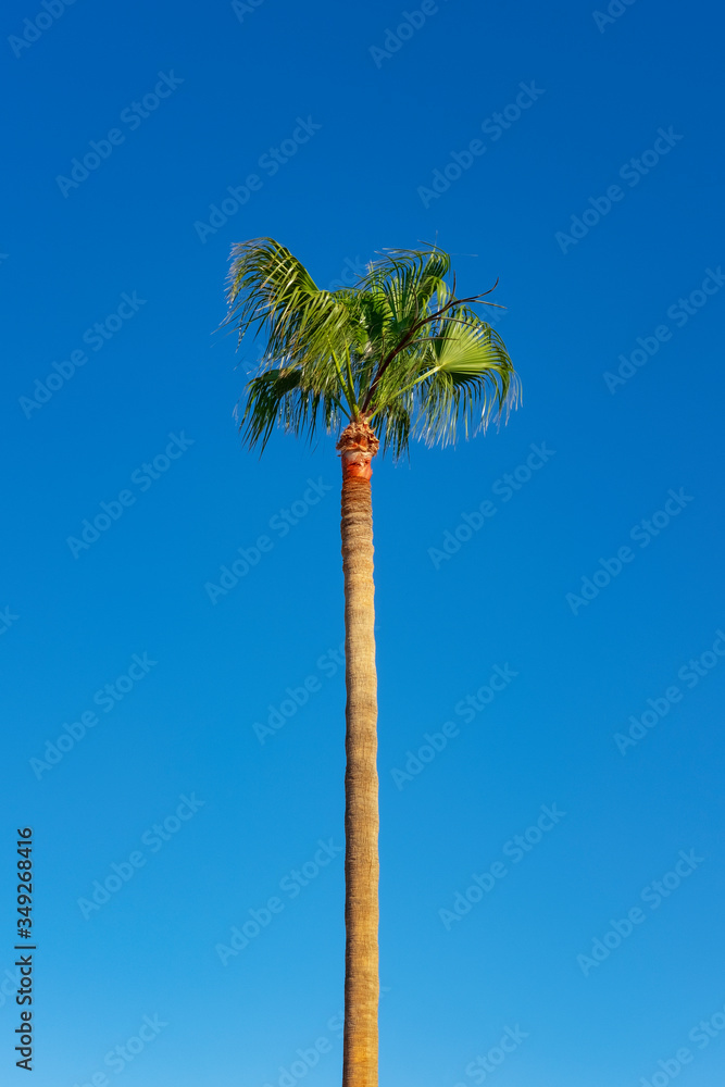 One tall palm tree of Copernicia genus, Copernicia prunifera also known ...