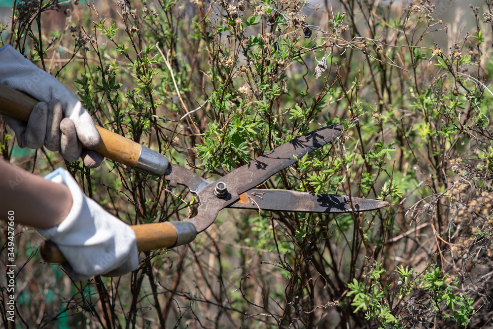 Hands girl of farmer in white gloves are pruning the overgrown green ...